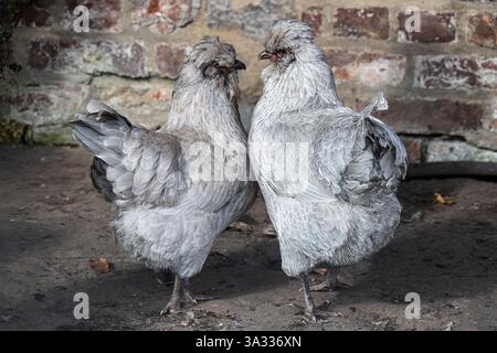 Lavender Ameraucanas chickens, A color variation of the Ameraucana ...