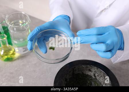 Biochemistry. Scientist working with plants and liquids at grey table ...