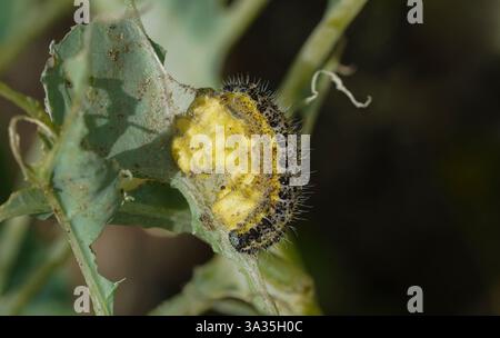 Wasp (Cotesia glomerata) cocoons parasiting outside of Cabbage ...