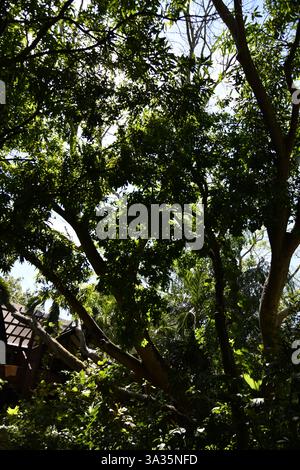 Canopy of large trees in equatorial jungle Stock Photo - Alamy
