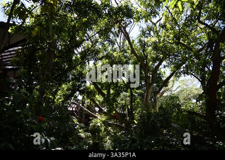 Canopy of large trees in equatorial jungle Stock Photo - Alamy