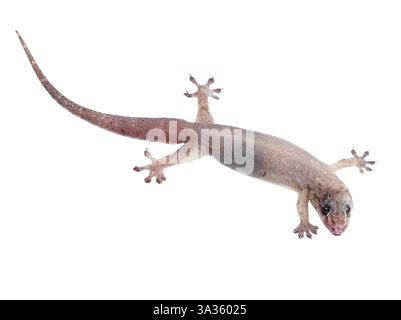 House lizard gekco (Hemidactylus platyurus) isolated on white backgrou ...