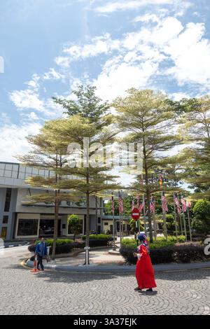 Bucida molinetii tree, Klang Malaysia Stock Photo - Alamy