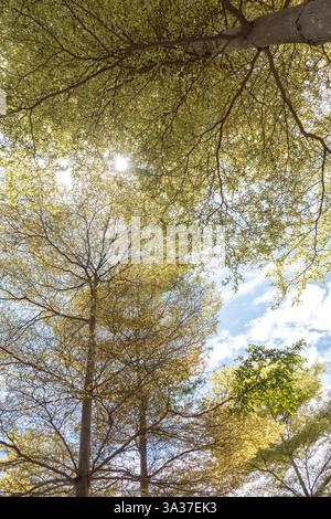 Bucida molinetii, Klang, Malaysia, Asia Stock Photo - Alamy