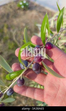 Hand showing dark violet olive tree branch. Normal autumn season ...