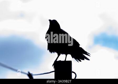 Raven, (Corvus corax), silhouette of adult, on power pole, Scratching ...