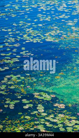 Aquatic Plants Beneath Clear Lake Water With Stones And Soft ...