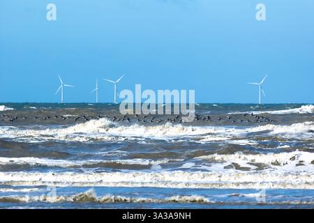 A flock of seabirds close above a stormy with spindrift waves and an ...