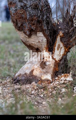 Tree damaged by a beaver, Rhône, France. Tree trunk gnawed by european ...