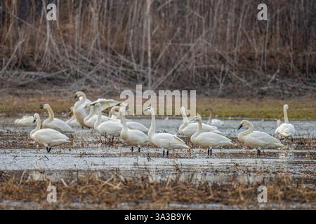 Tundra Swan (Cygnus columbianus) migrating in a V formation with a blue ...