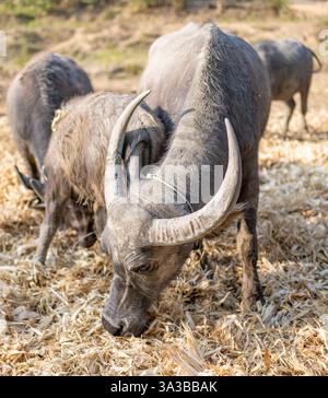 The indigenous buffalo feeding,grazing and rearing their young,near to ...