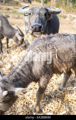 The indigenous buffalo feeding,grazing and rearing their young,near to ...