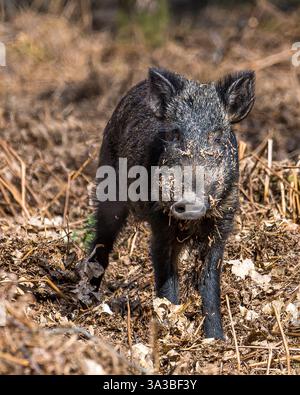 Wild boar close up in the autumn forest Stock Photo - Alamy