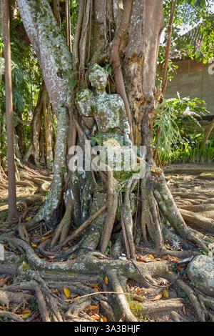 A stone statue entangled in the roots of a banyan tree (Ficus ...