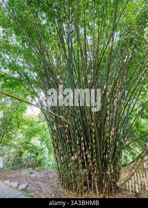 Closeup of green bamboo stems in tropical park. bamboo plants Stock ...