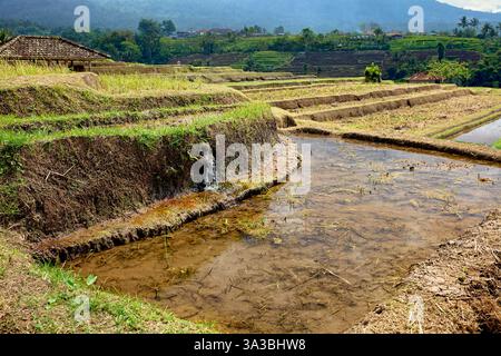 Traditional Balinese Subak irrigation system used at Jatiluwih Rice ...