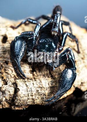 March 4, 2025, Garham, Germany: A close-up of a hairy tarantula sitting ...