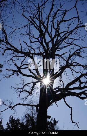 Withered tree, heat of the sun, symbolic image for climate change ...