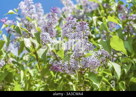 Close up view of green bushes with pink blooming flowers on bright ...