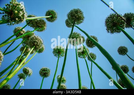 Onion Seed Field in Bangladesh. Green onion cultivation. Green onion ...
