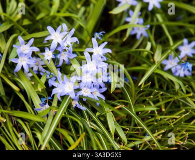 Glory-of-the-snow, Vårstjärna (Scilla forbesii Stock Photo - Alamy