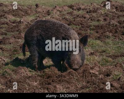 adult sow wild boar walking in field Stock Photo - Alamy