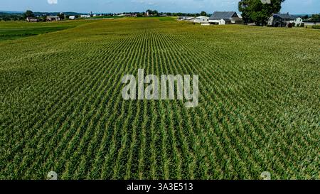Rural road and patterns in cornfield after wheat harvest, aerial view ...