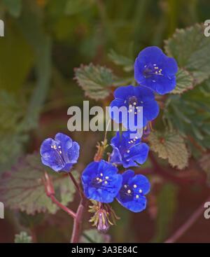 A closeup of the Phacelia campanularia, desert bluebells Stock Photo ...