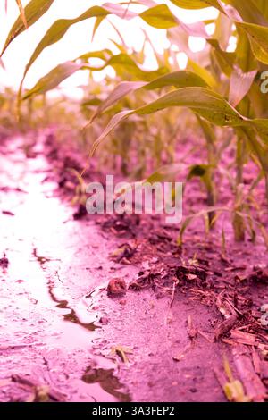 Row crop corn field with puddles of standing water from flooding ...