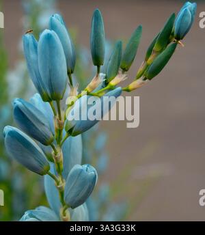 Amethyst Ixia in spring in a suburban garden Stock Photo - Alamy