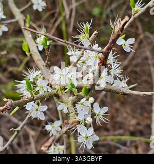 Spring awakening: White-flowering thorn bush Stock Photo - Alamy