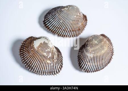 Scapharca subcrenata refers to the same ark clam as Anadara ...