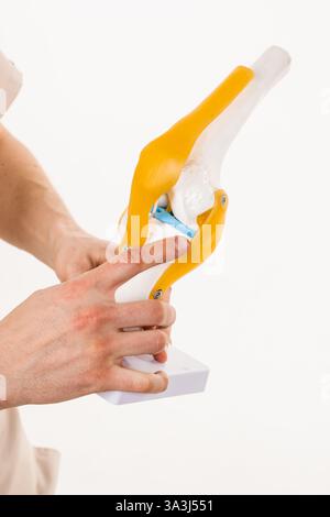 Anatomical model of knee joint on white background. Doctor ...