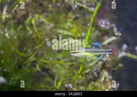 Bluefin killifish displaying colorful fins Stock Photo - Alamy