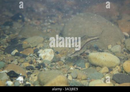 Western blacknose dace in a sandy stream Stock Photo - Alamy