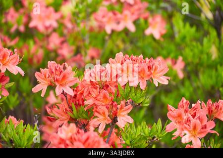 Delicate coral-colored azalea blossoms in full bloom, creating a ...