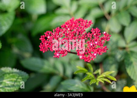 Lea rubra, a bright pink tropical flower in the garden Stock Photo - Alamy