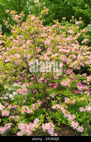 tri-colored leaves green yellow red october color changing Stock Photo ...