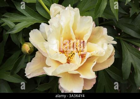 Paeonia 'Singing in the Rain' - Itoh Hybrid Peony shrub in backyard ...