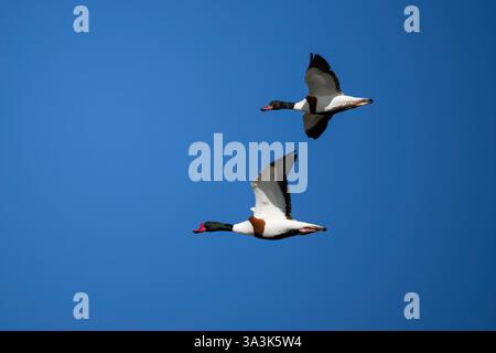 Common Male and female Shelducks in flight Stock Photo - Alamy