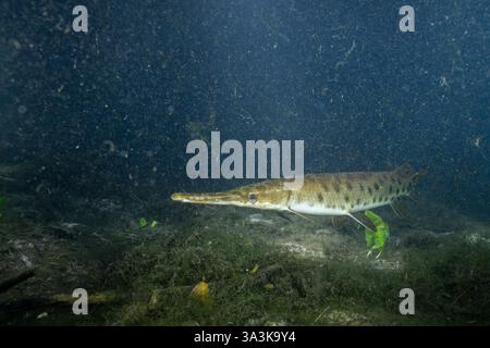 Florida gar in dark wetland Stock Photo - Alamy