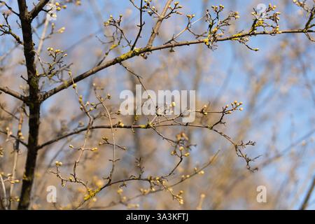 newly budded tree branch. Budding fruit tree in early spring Stock ...