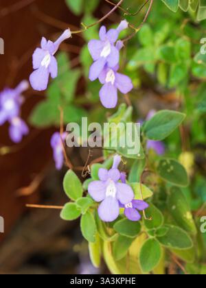 purple flowers, Nodding Violets or Streptocarpus caulescens, flowering ...