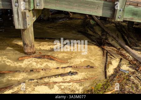 Pond scum near a dock Stock Photo - Alamy