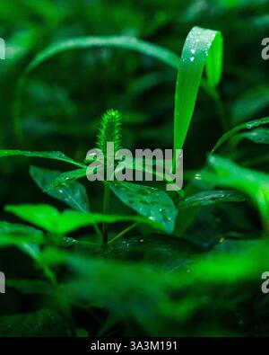 Details of plants and vegetation found in the Batzan Valley in the ...