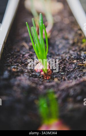 Closeup of a tomato sprouting plant in a garden Stock Photo - Alamy