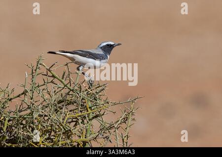Atlas Wheatear, Guede Chantier, Senegal, February 2025 Stock Photo - Alamy