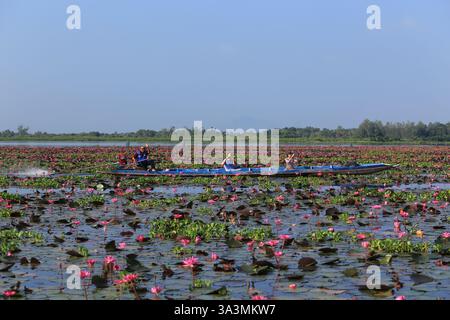 Tourists admire blooming lotus flowers at Pantang Park in Wuzhou, south ...