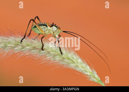 An African corn cricket (Acanthoplus armiventris) sitting on a plant ...