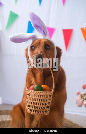 Golden retriever dog holds a basket of colorful eggs in its mouth ...